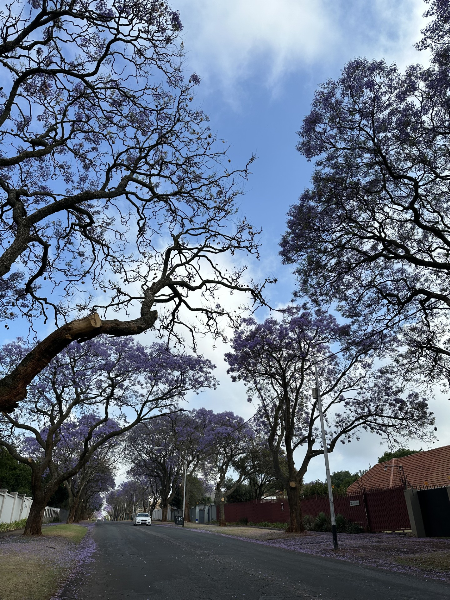 Roberta Writes – d’Verse, spring blossoms haibun #poetry #jacarandatrees