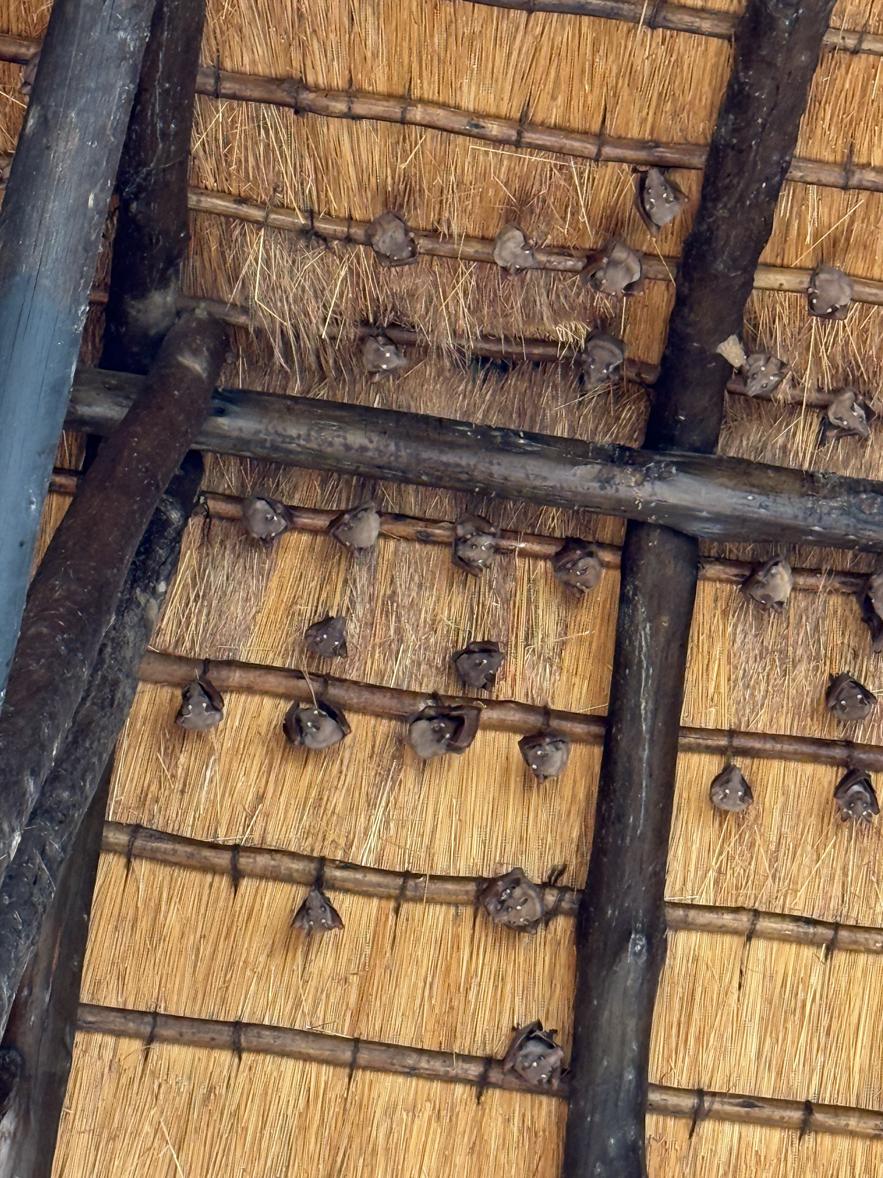 Roberta Writes – Tanka Tuesday, Esther Chilton’s writing challenge, d ...