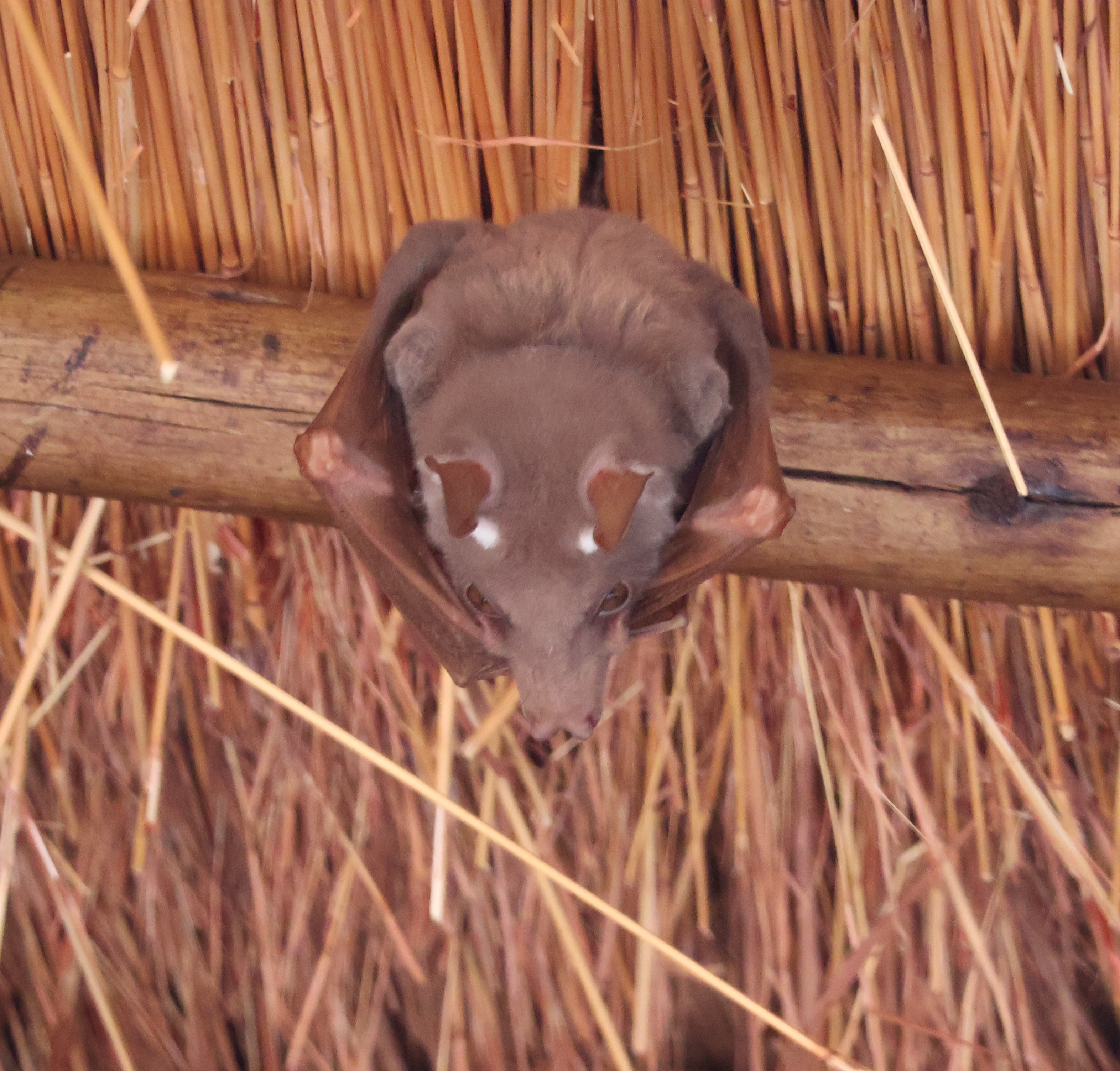 Roberta Writes – Tanka Tuesday, Esther Chilton’s writing challenge, d ...