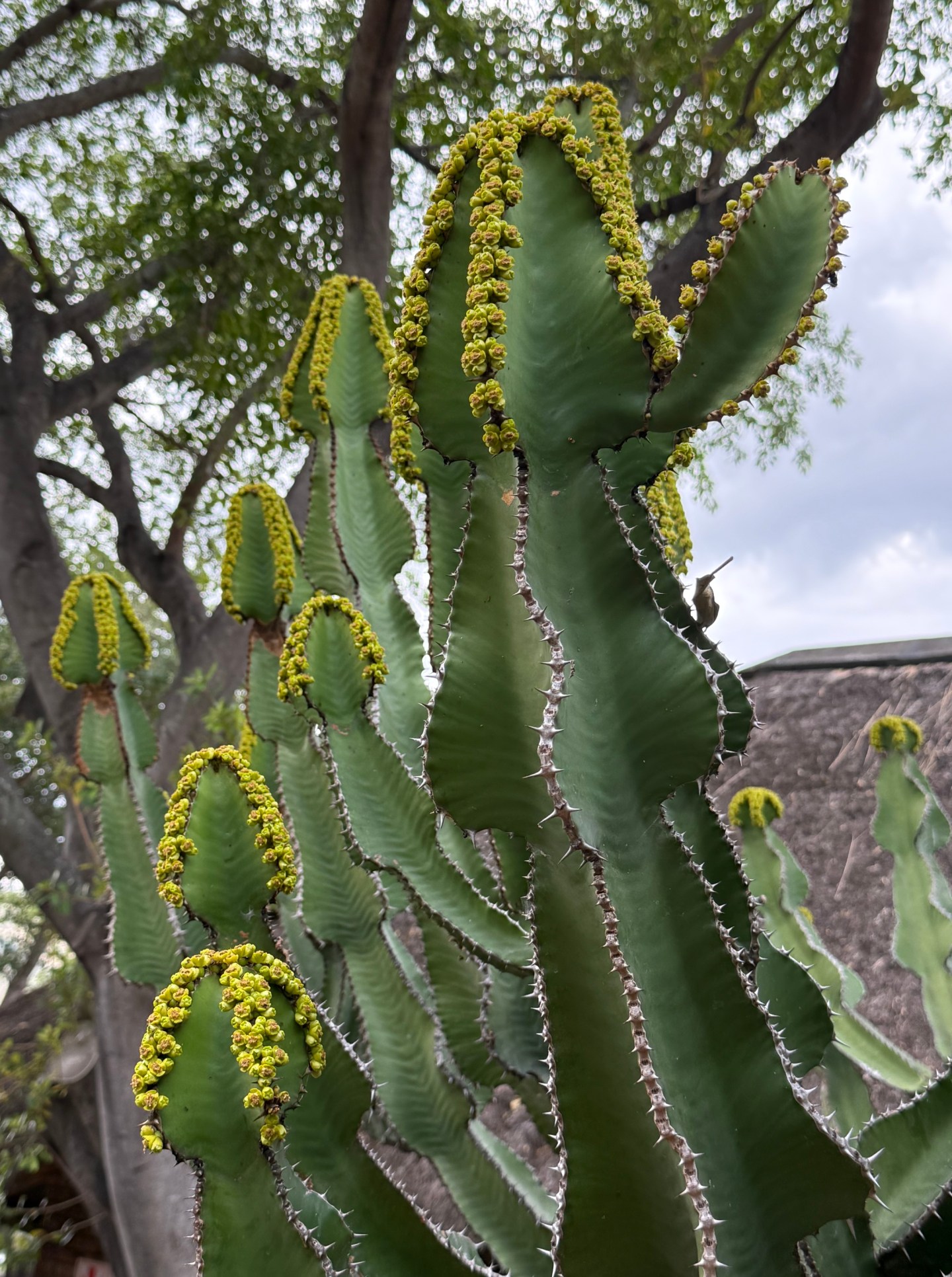 Roberta Writes – I’m Late for Tanka Tuesday and Esther Chilton’s ...